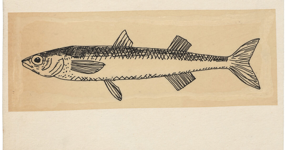 Istanbul Encyclopedia: Sandsmelt Fish drawing